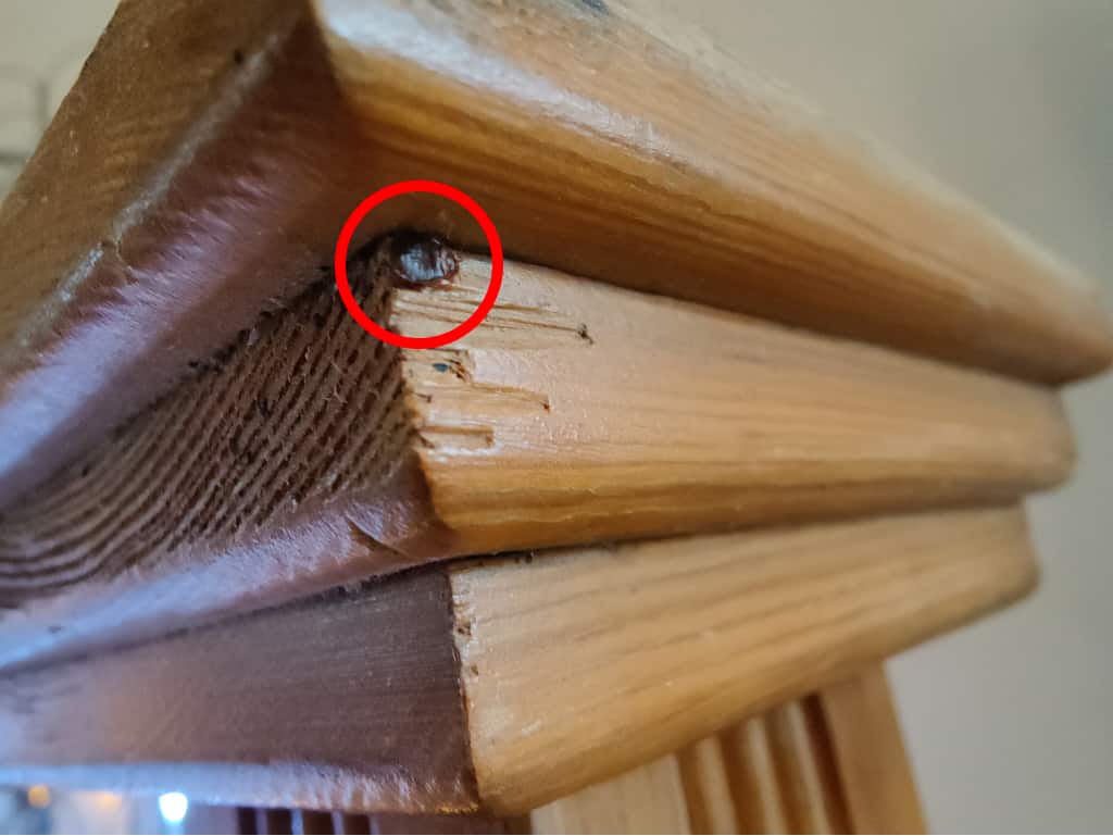 Luteet ja niiden hävitys - Lutikkakoira.net