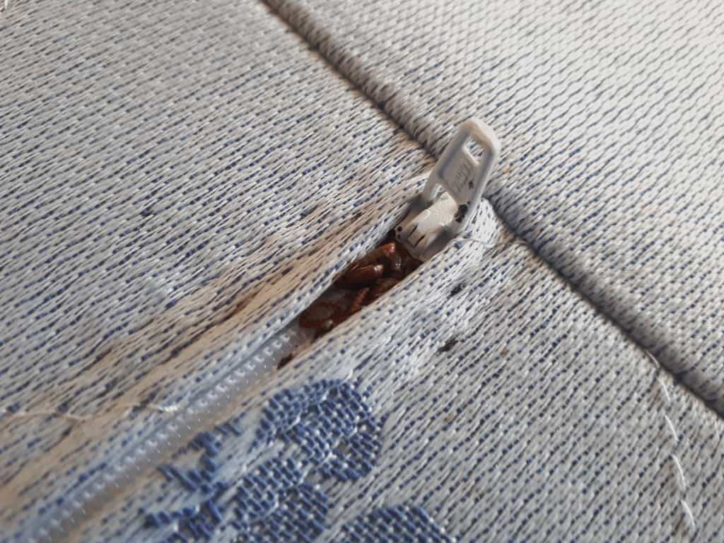 Luteet ja niiden hävitys - Lutikkakoira.net