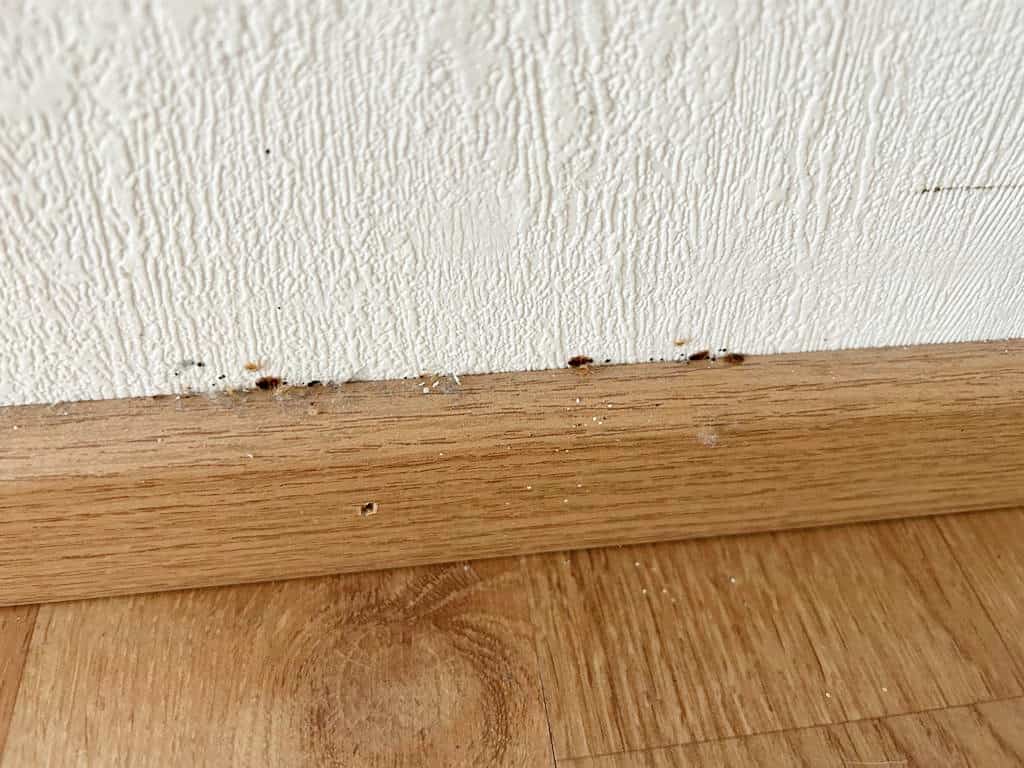 Luteet ja niiden hävitys - Lutikkakoira.net