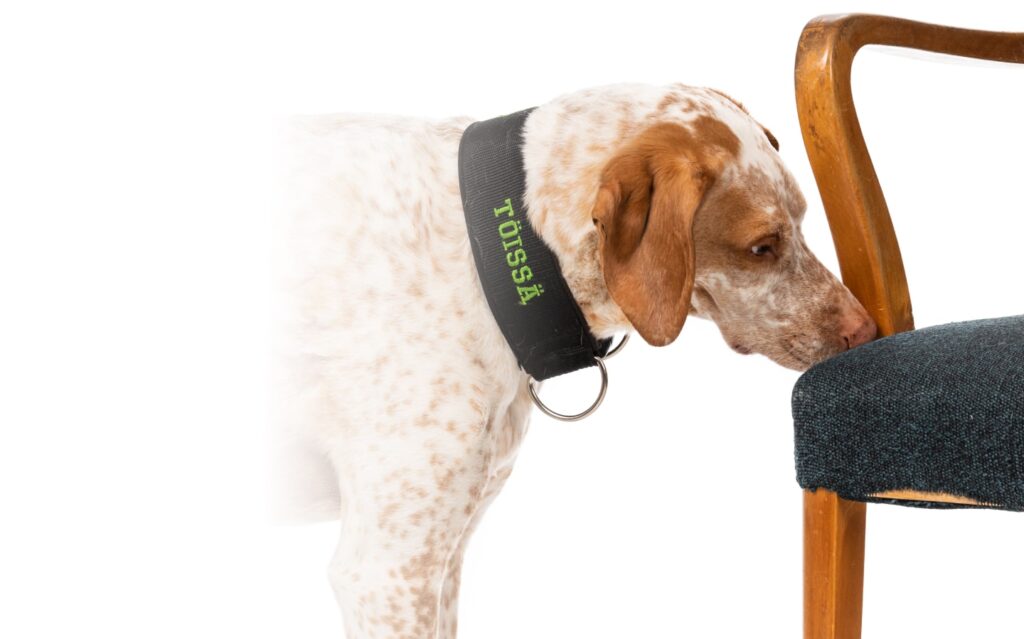 Luteet ja niiden hävitys - Lutikkakoira.net